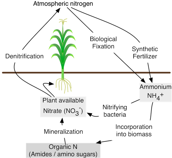 Nitrogen Cycle Steps Of Nitrogen Cycle Online Biology Notes